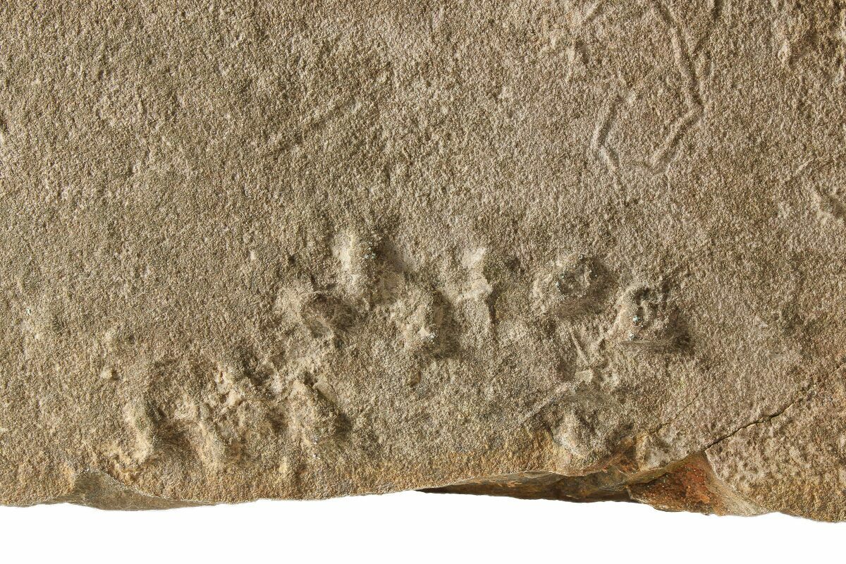 7.2" Cruziana (Fossil Trilobite Trackway) - Morocco (#251966) For Sale - FossilEra.com