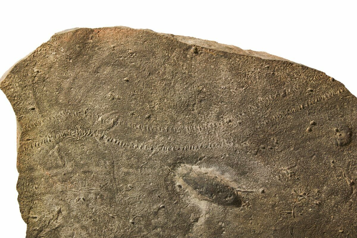 11.2" Cruziana (Fossil Trilobite Trackway) - Morocco (#251985) For Sale - FossilEra.com