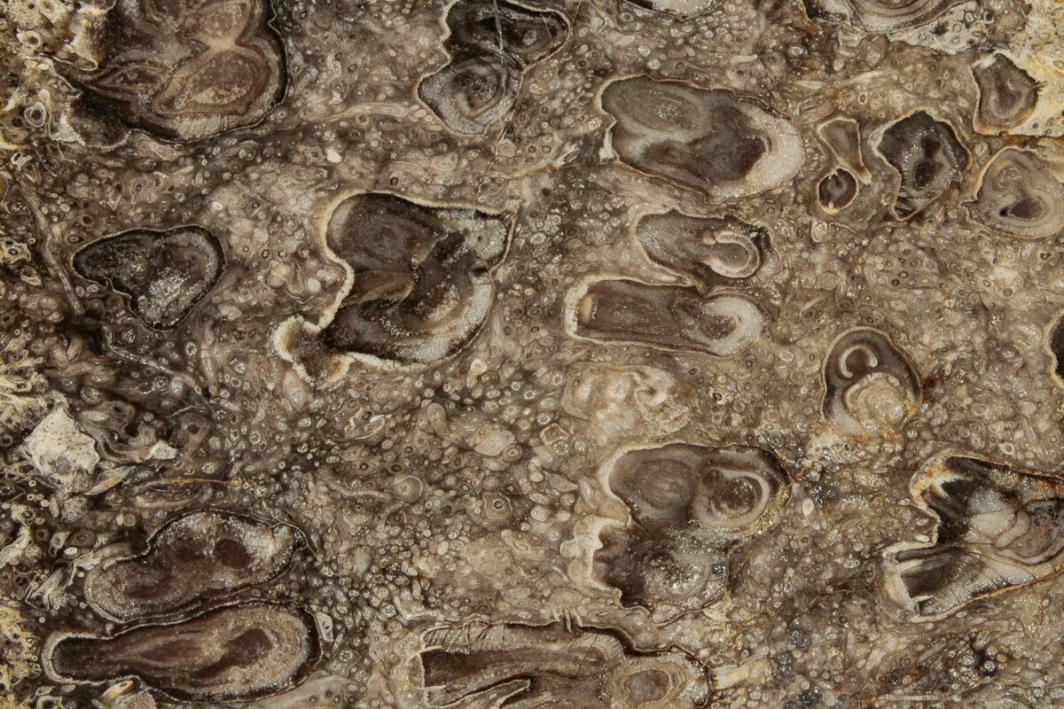 3.2" Cretaceous Petrified Tree Fern (Tempskya) Slab - North Carolina ...