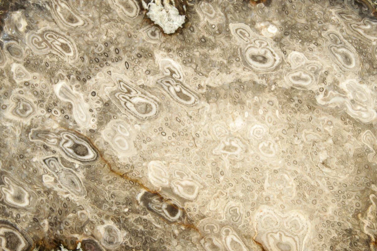 3.6" Cretaceous Petrified Tree Fern (Tempskya) Slab - North Carolina ...