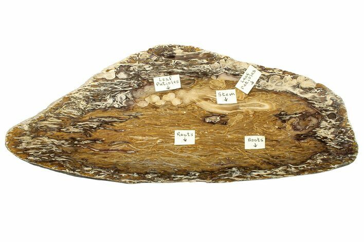 9.4" Cretaceous Petrified Tree Fern (Tempskya) Slab - North Carolina ...