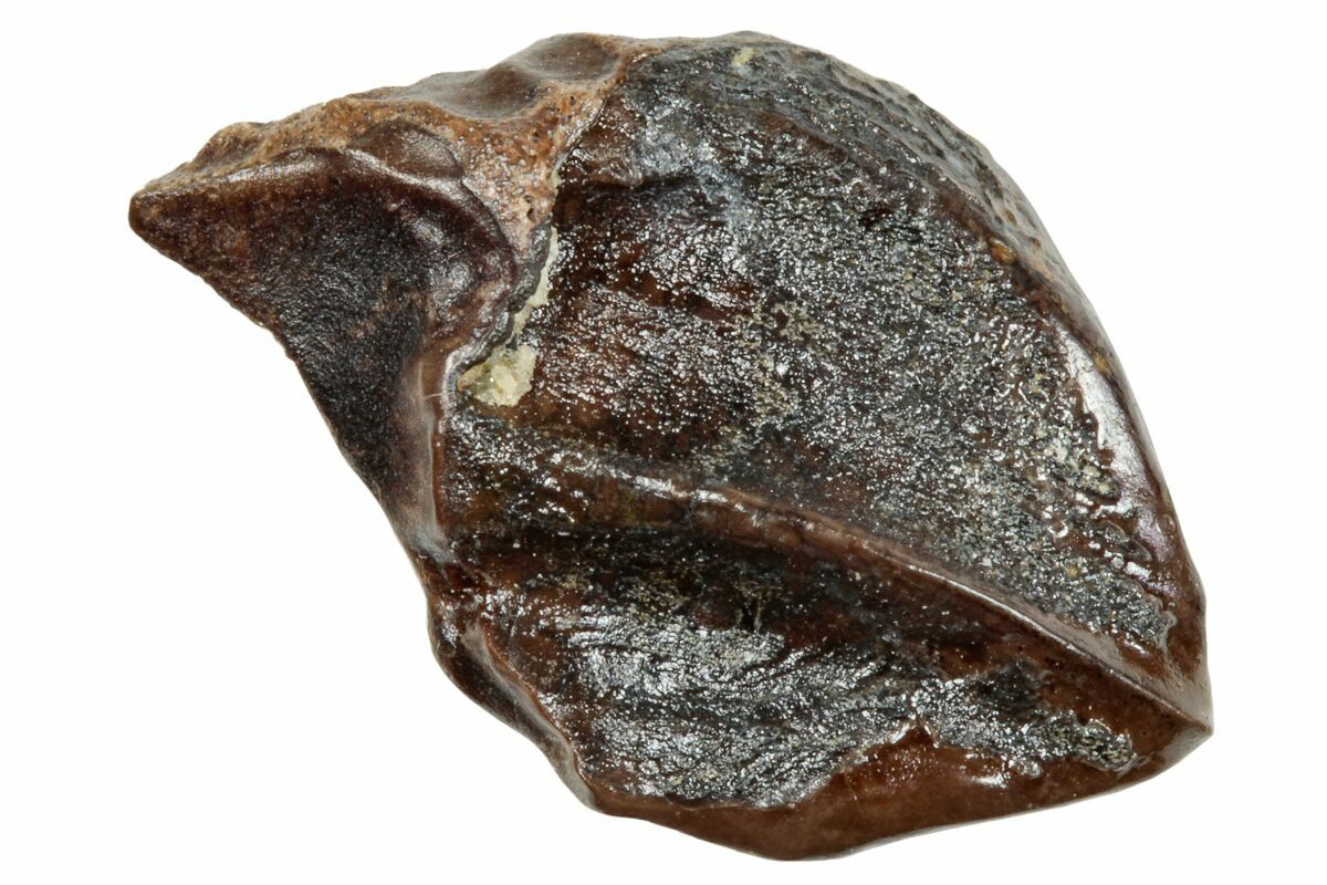 .63" Unworn Triceratops Tooth - Montana (#251912) For Sale - FossilEra.com