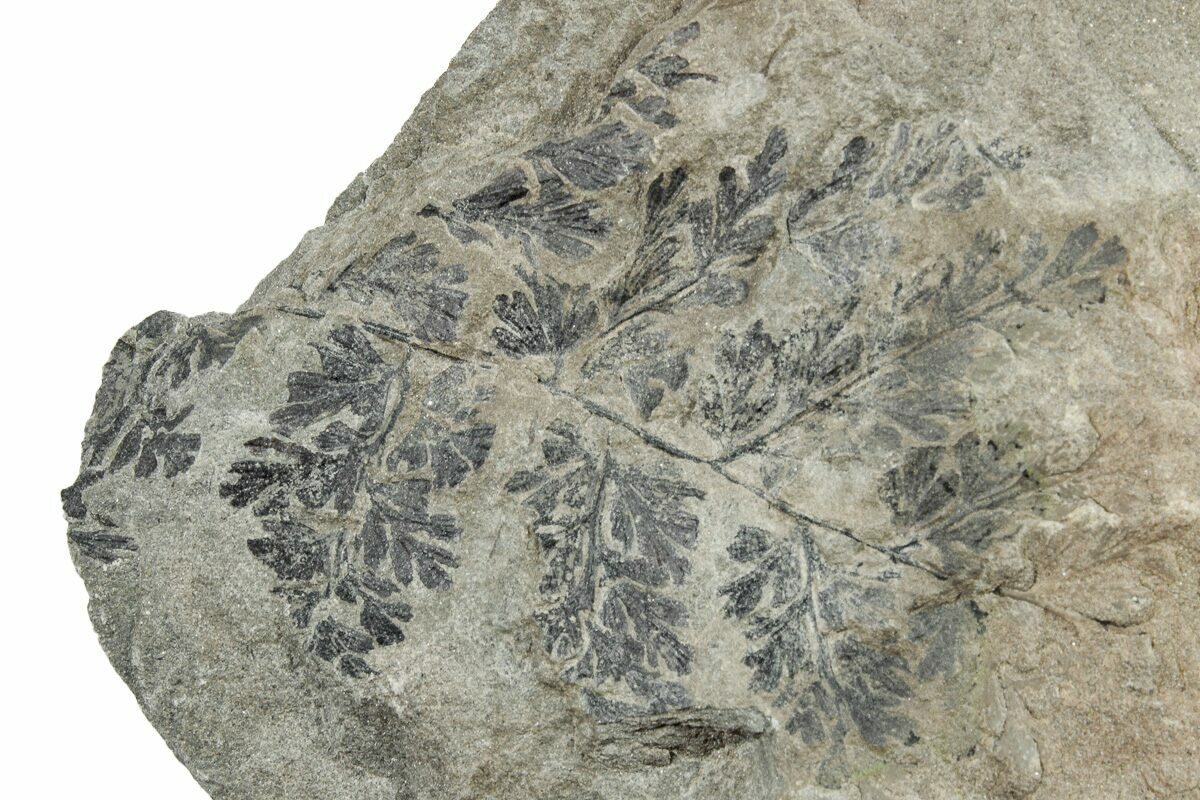 3.9" Pennsylvanian Fern (Sphenopteris) Plate - Kentucky (#252362) For ...