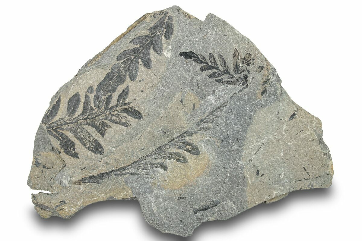 3.9" Pennsylvanian Fern (Alethopteris) Plate - Kentucky (#252368) For ...