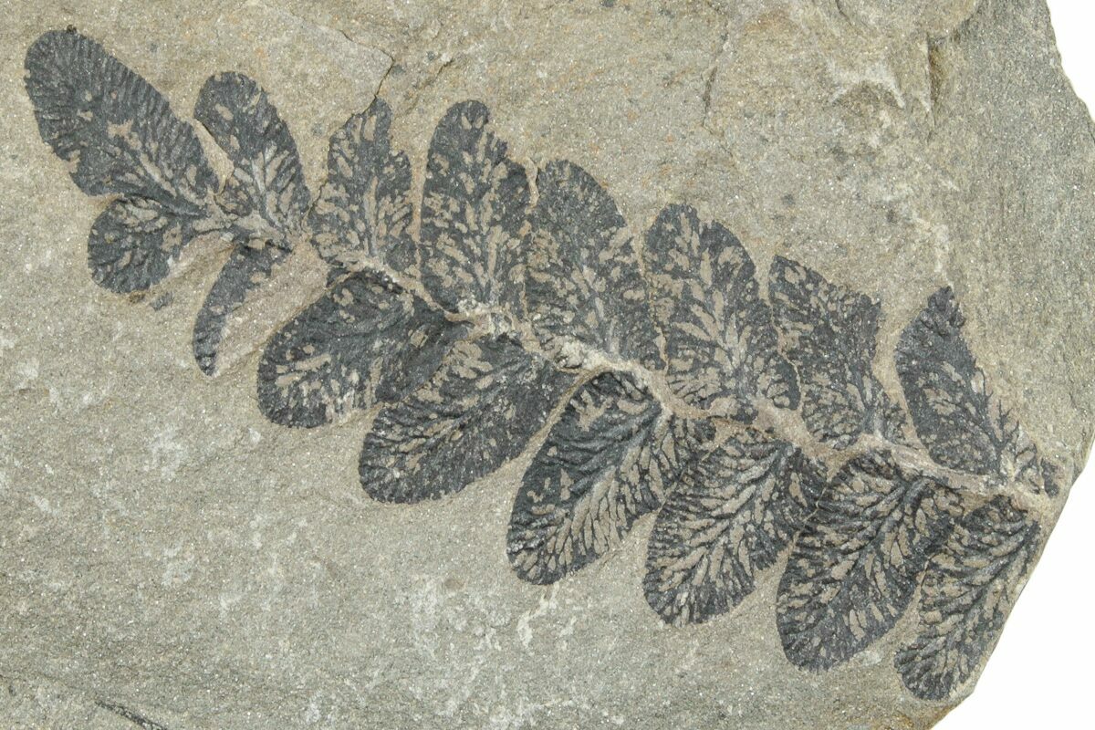 3.5" Pennsylvanian Fossil Fern (Neuropteris) Plate - Kentucky (#252393 ...