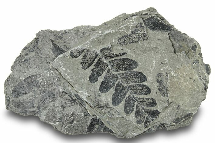 3.05" Pennsylvanian Plant Fossil Association - Kentucky (#252396) For ...