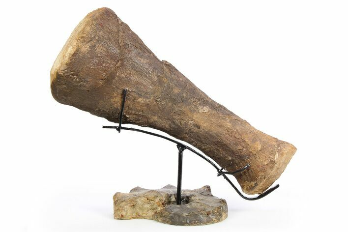 12.3" Plesiosaur Limb Bone on Ammonite Stand - Asfla, Morocco (#252376 ...
