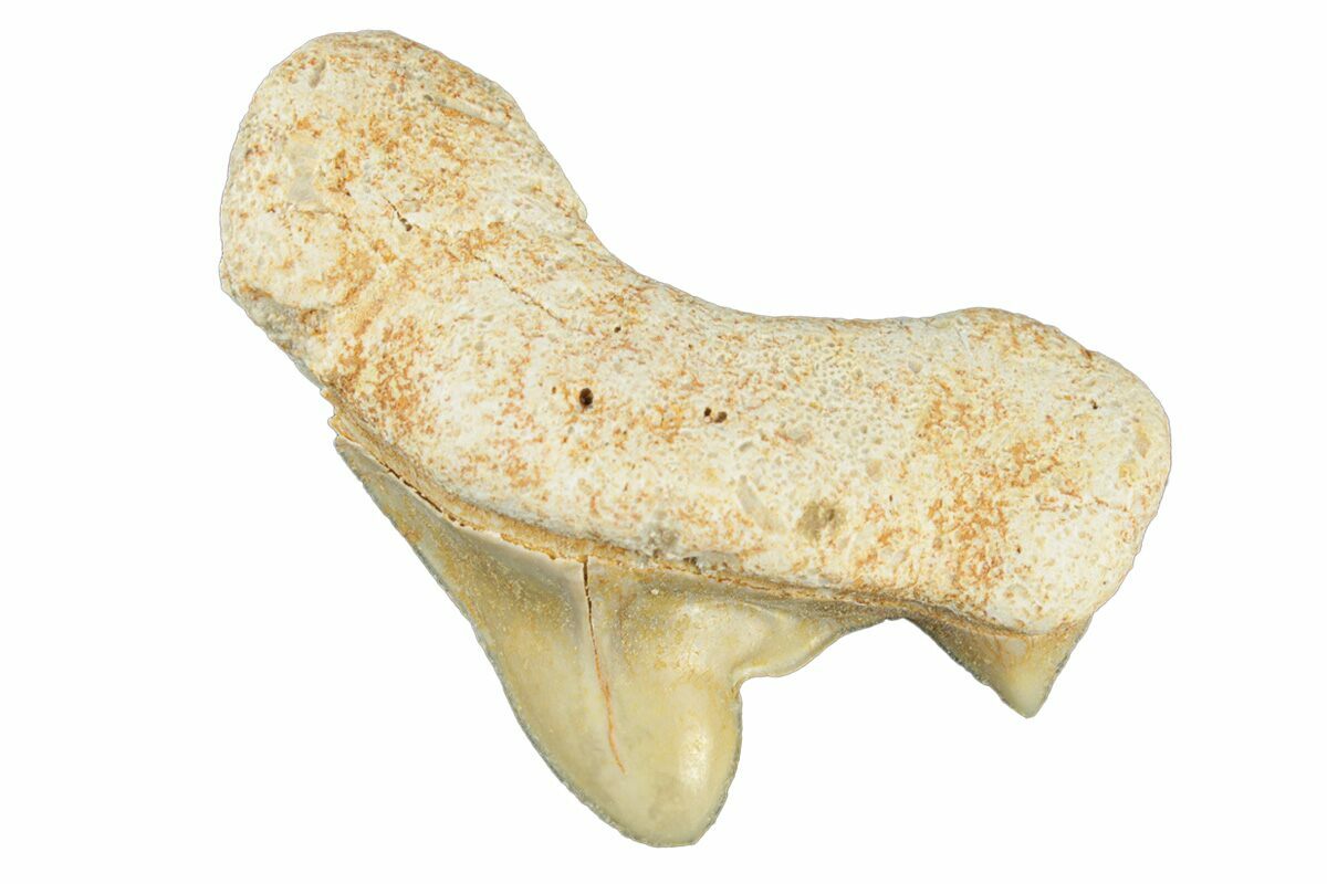 15" Pathological Otodus Shark Tooth - Morocco (#252468) For Sale ...