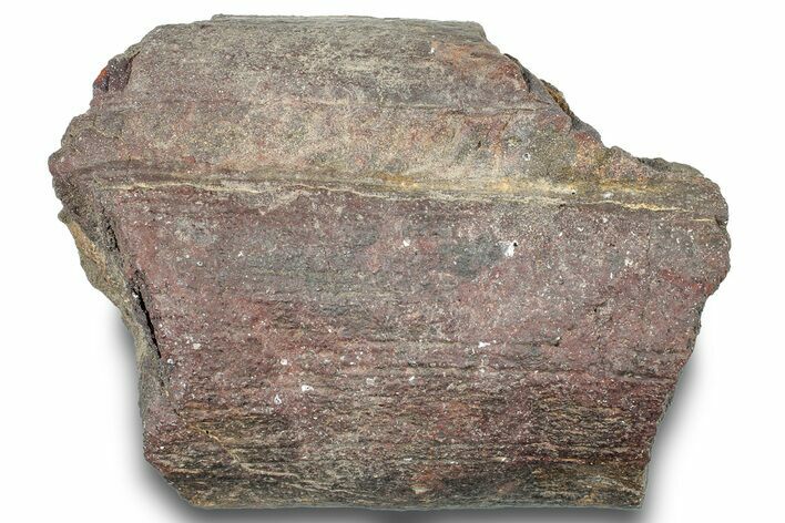 5" Pennsylvanian Horsetail (Calamites) Stem Section - Kentucky (#252420 ...