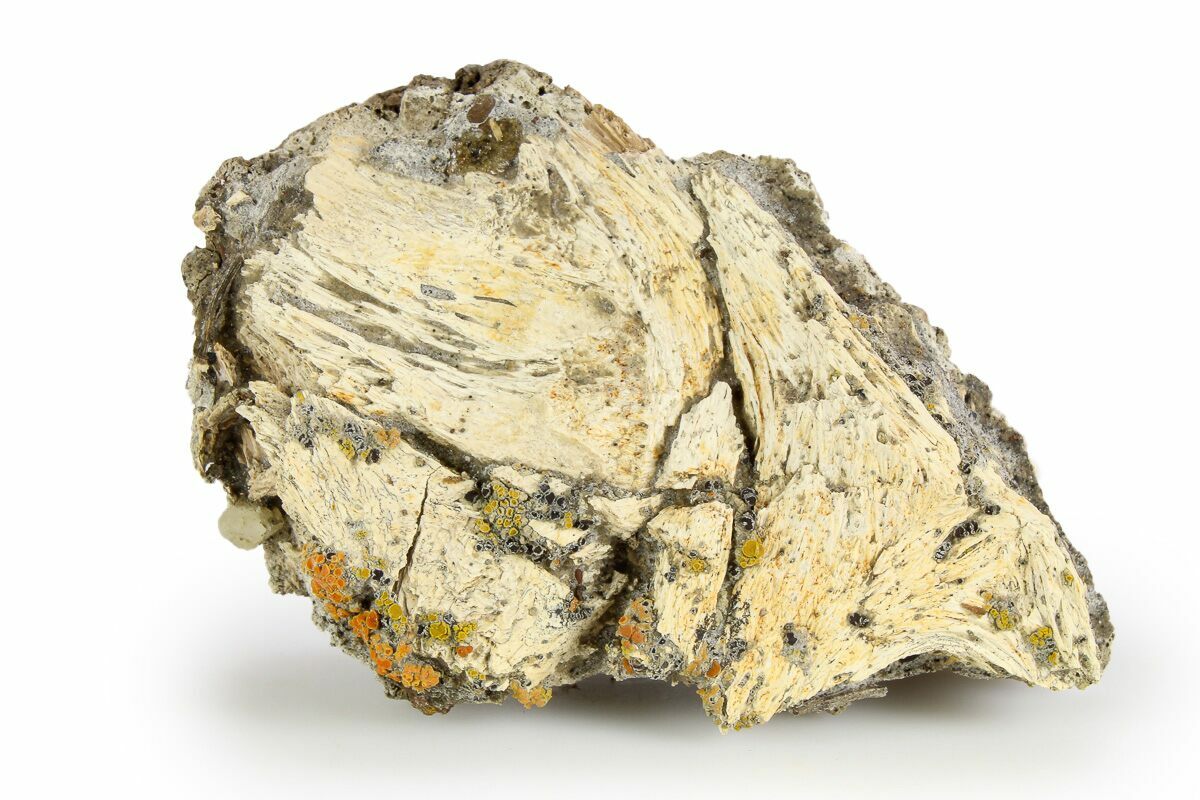 2.8" Dinosaur (Triceratops) Frill Shield Section - North Dakota ...
