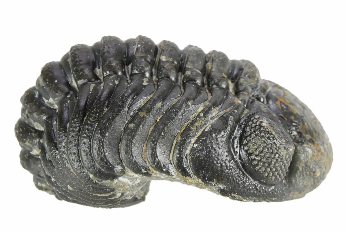 1.6" Long Curled Austerops Trilobite - Morocco (#252632) For Sale ...