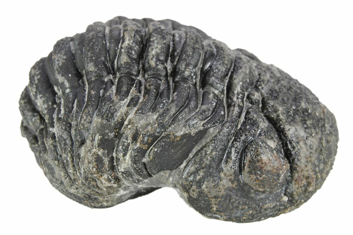 2.6" Long Curled Morocops Trilobite - Morocco (#252650) For Sale ...