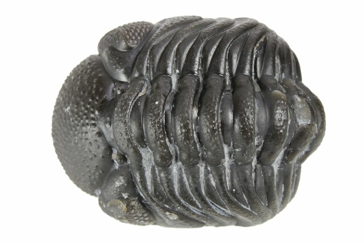 1.1" Long Curled Austerops Trilobite - Morocco (#252780) For Sale ...