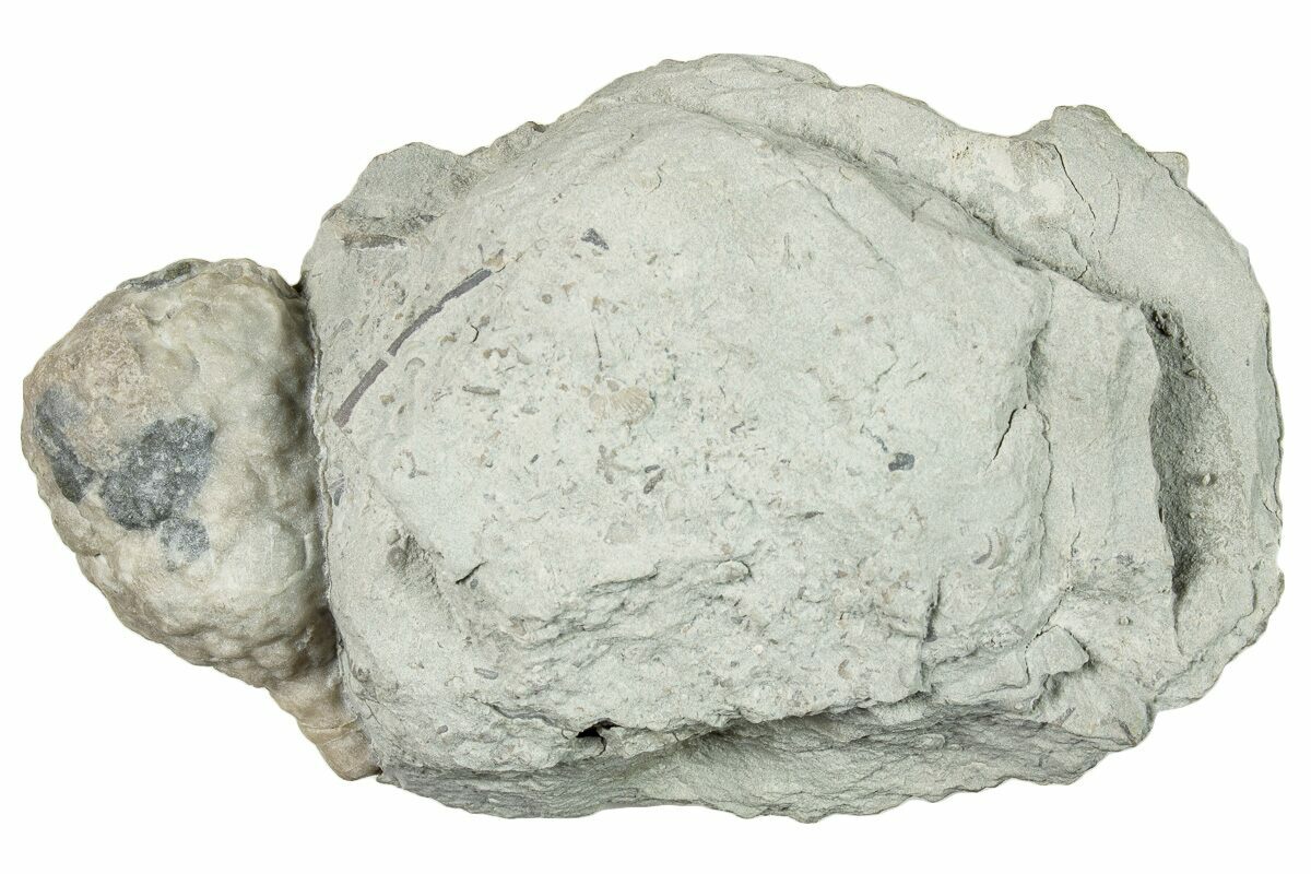 1.35" Cystoid (Holocystites) Fossil - Indiana (#252448) For Sale ...