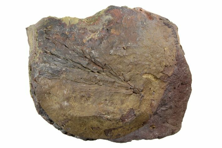 2.8" Fossil Leaf (Glyptostrobus?) Nodule - Hell Creek (#253083) For ...