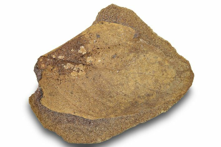 2.2" Fossil Leaf (Rhamnus?) Nodule - Hell Creek Formation (#253051) For ...