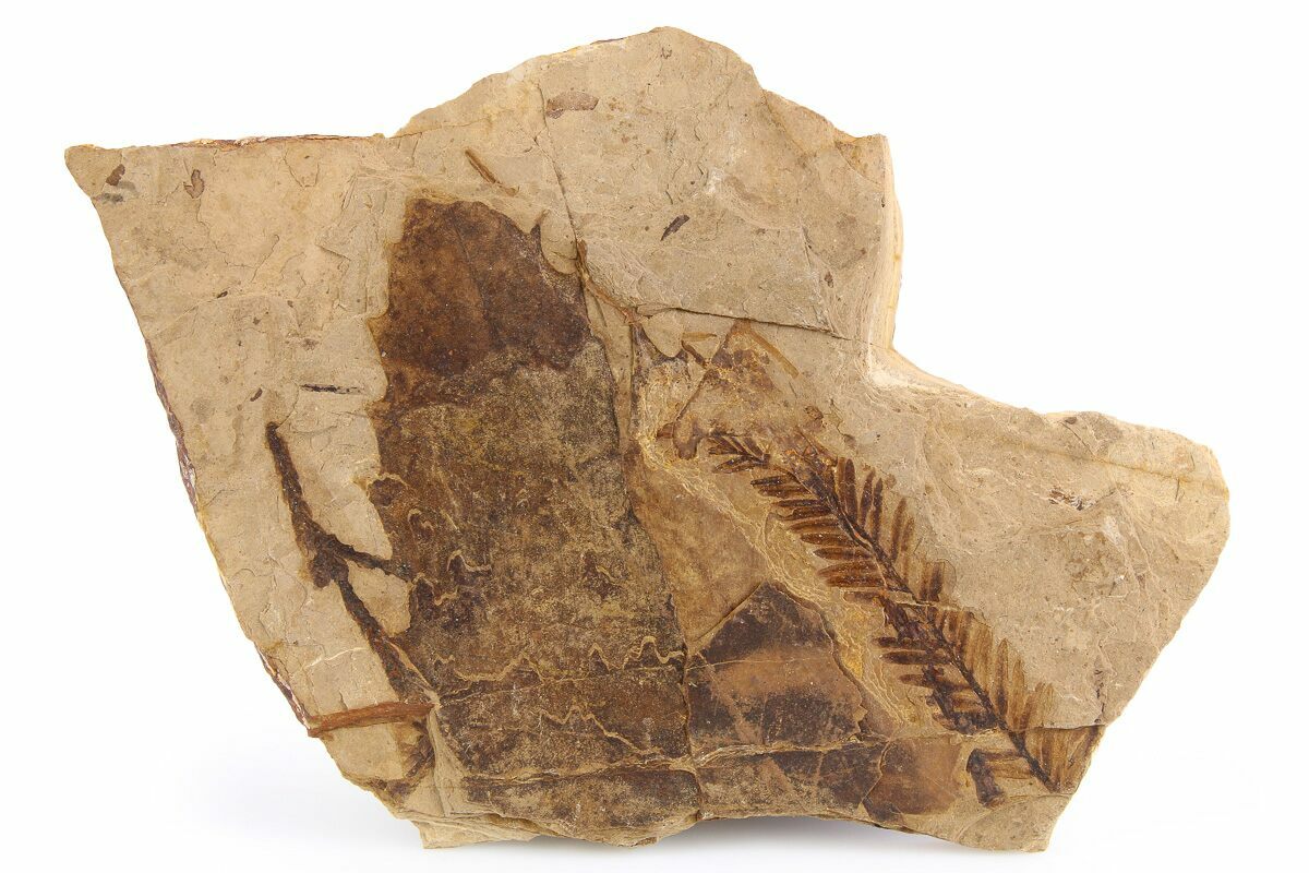 4.8" Fossil Leaf Plate - McAbee, BC (#253983) For Sale - FossilEra.com