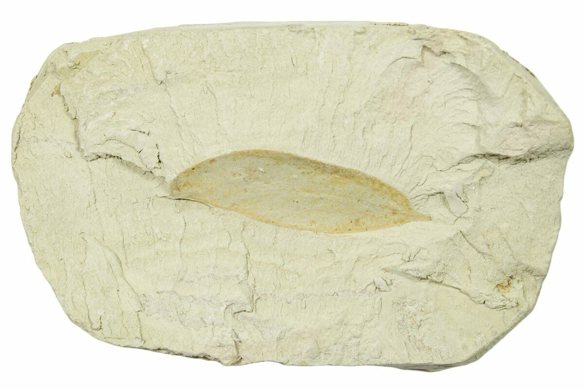 .85" Miocene Fossil Leaf (Cinnamomum) - Augsburg, Germany (#254120) For ...