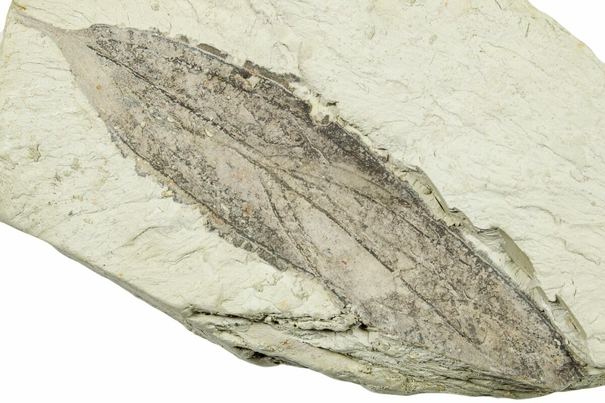 2.35" Miocene Fossil Leaf (Cinnamomum) - Augsburg, Germany (#254122 ...