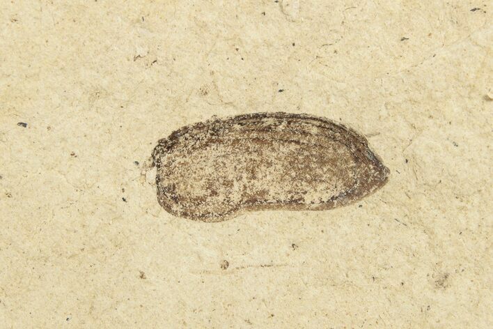 .30" Fossil Beetle (Coleoptera) Elytron - Bois d’Asson, France (#254225 ...
