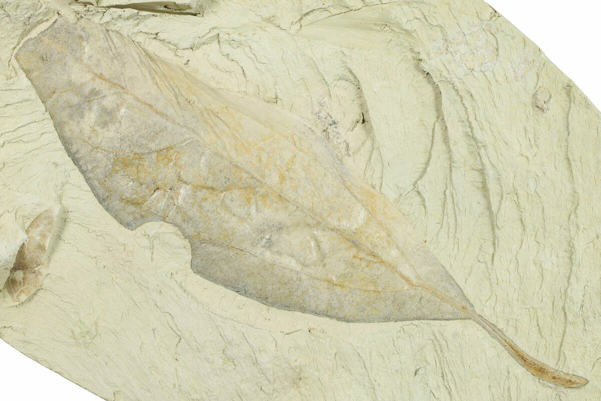 2.8" Miocene Fossil Leaf (Cinnamomum) - Augsburg, Germany (#254131) For ...