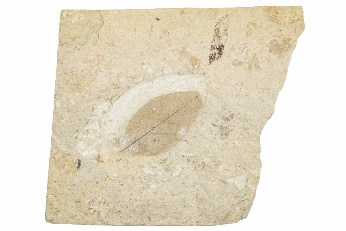 1.9" Fossil Leaf (Alnus) - France (#254231) For Sale - FossilEra.com