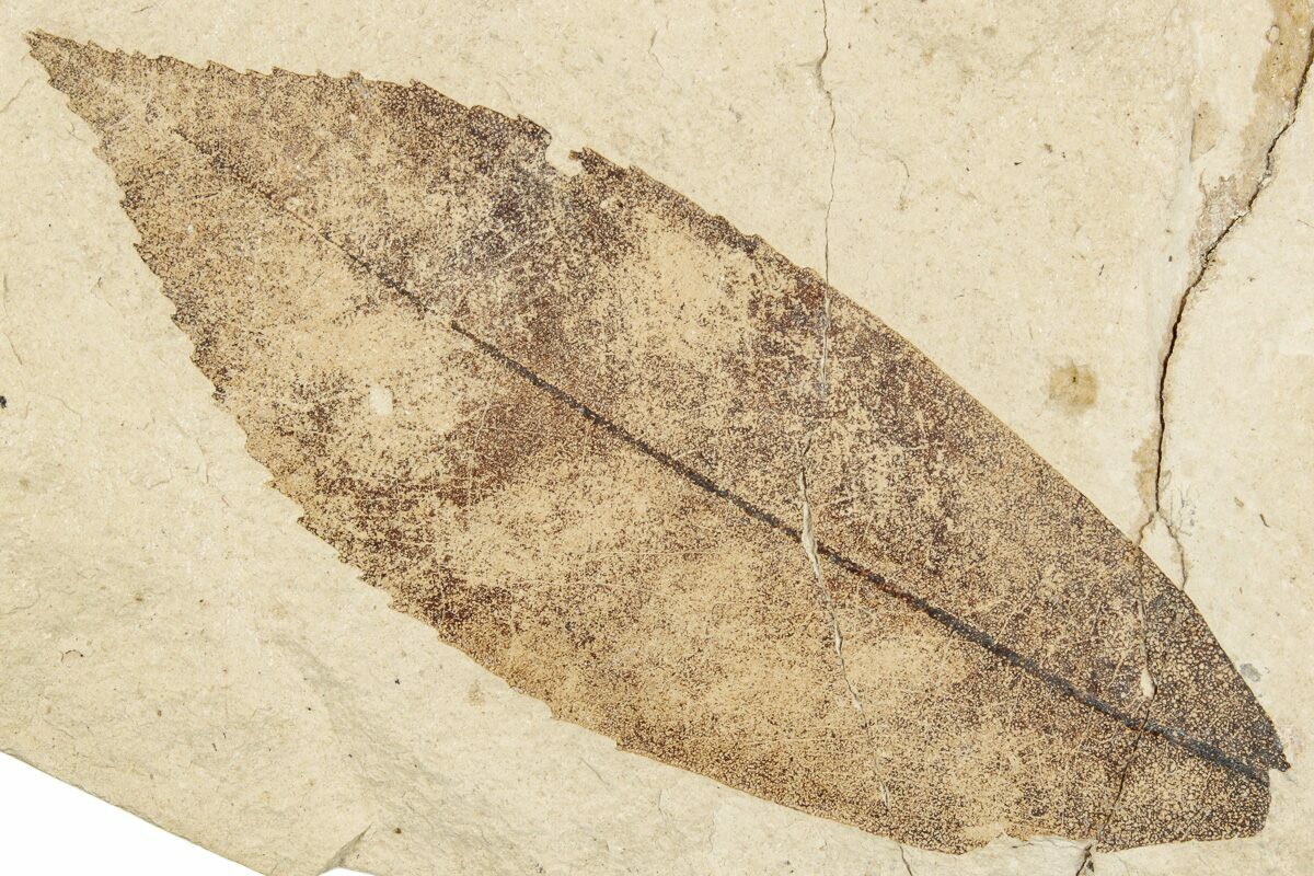 2.75" Fossil Leaf - France (#254265) For Sale - FossilEra.com