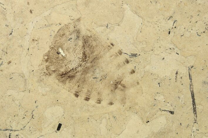 .55" Fossil Shield Bug (Pentatomidae) - France (#254175) For Sale ...