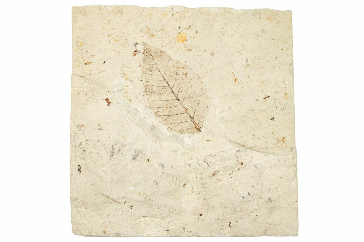 1.6" Fossil Leaf (Alnus) - France (#254305) For Sale - FossilEra.com