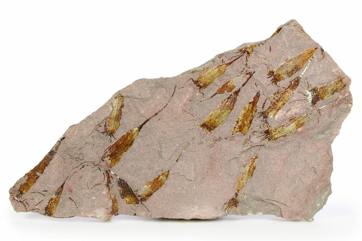 12" Eocrinoid (Ascocystites) Mortality Plate - Ordovician (#254466) For ...