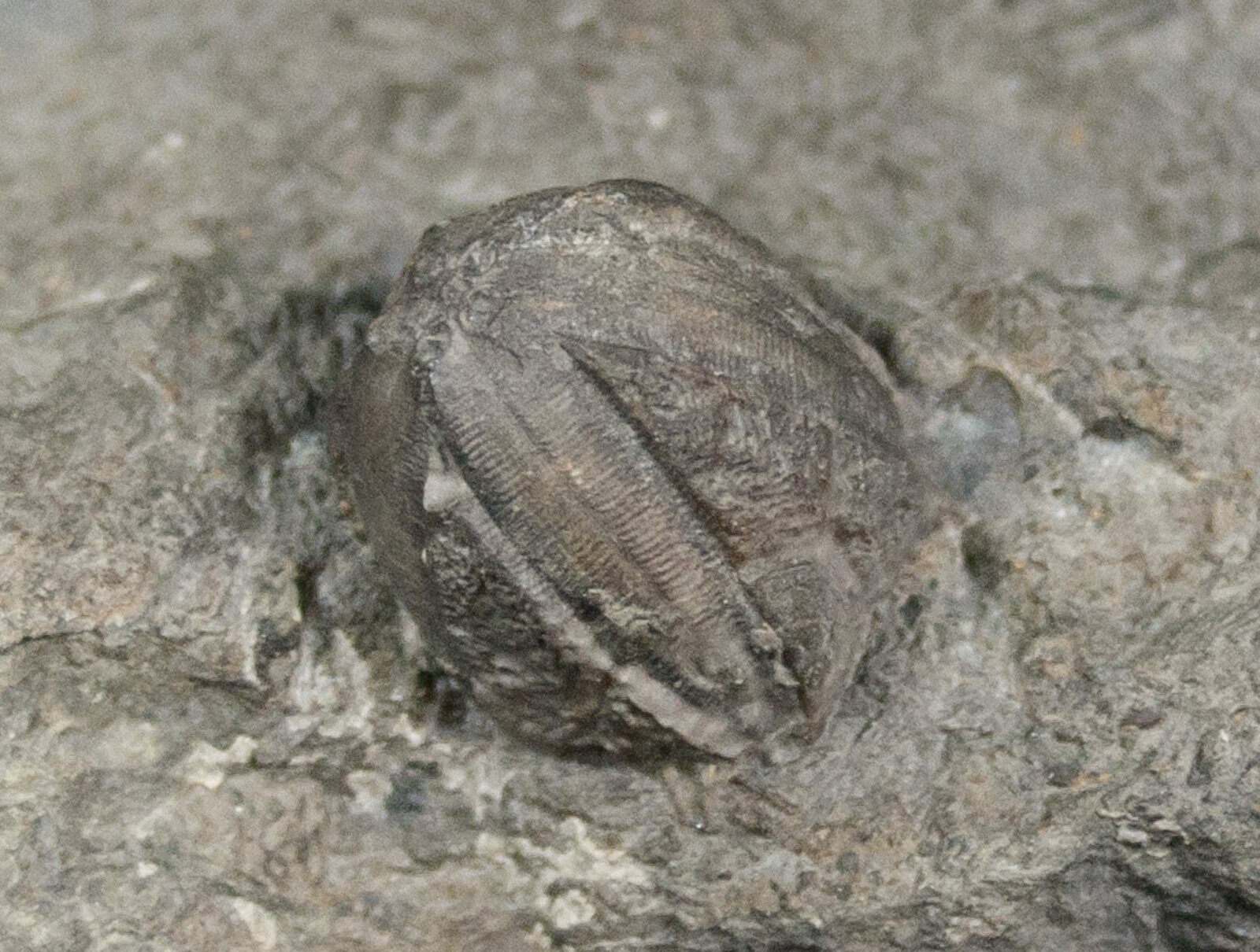 Blastoid (Pentremites) Plate - Oklahoma (#14986) For Sale - FossilEra.com