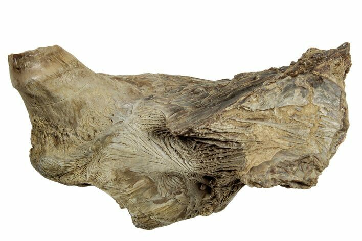 2.4" Enchodus (Fanged Fish) Jaw Section - Kansas (#254616) For Sale ...