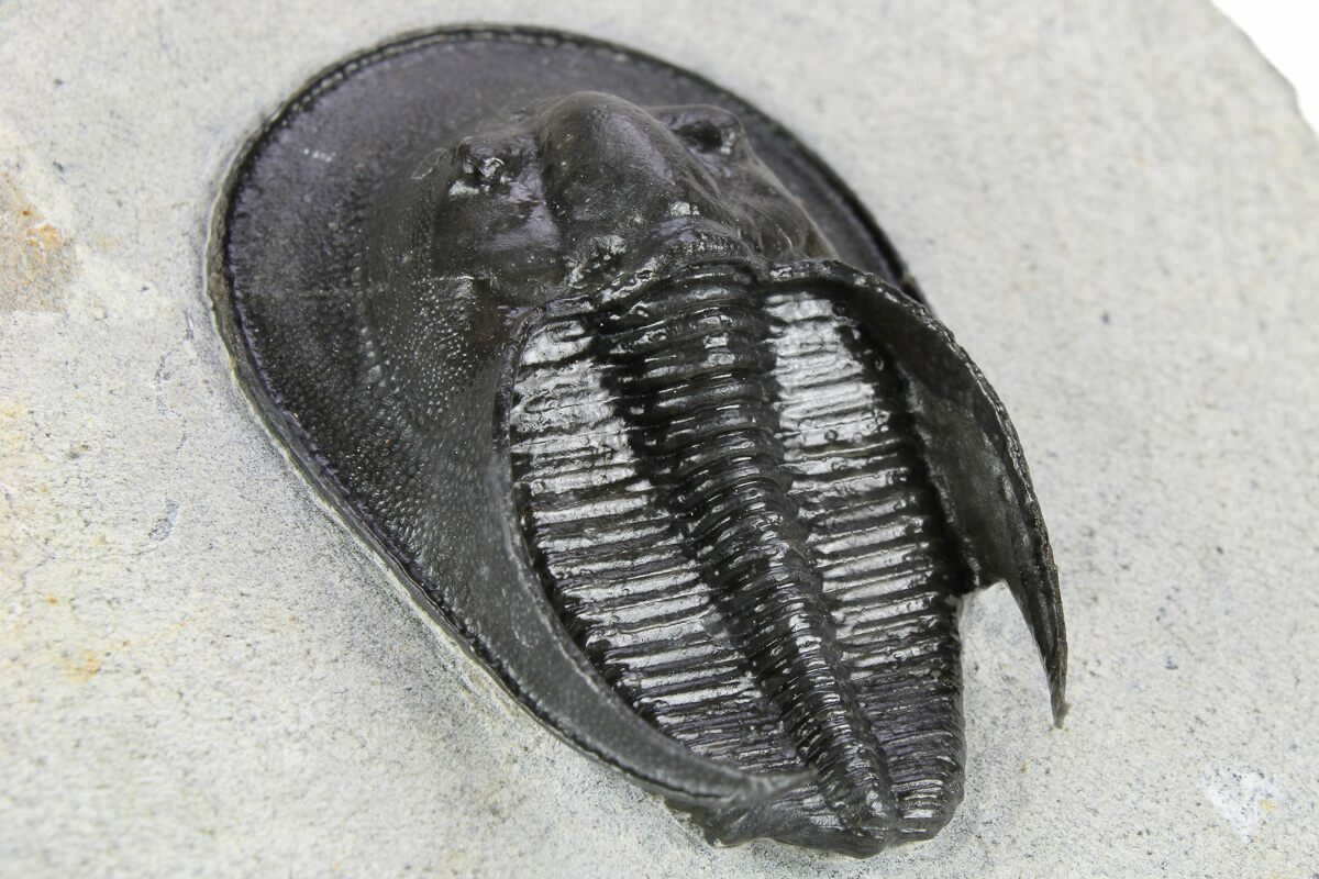 1.7" Flying Scotoharpes Trilobite - Top Quality Specimen (#254825) For ...