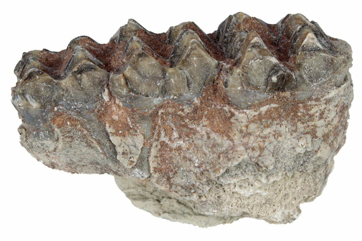 1.65" Oreodont (Merycoidodon) Jaw Section - South Dakota (#254990) For ...
