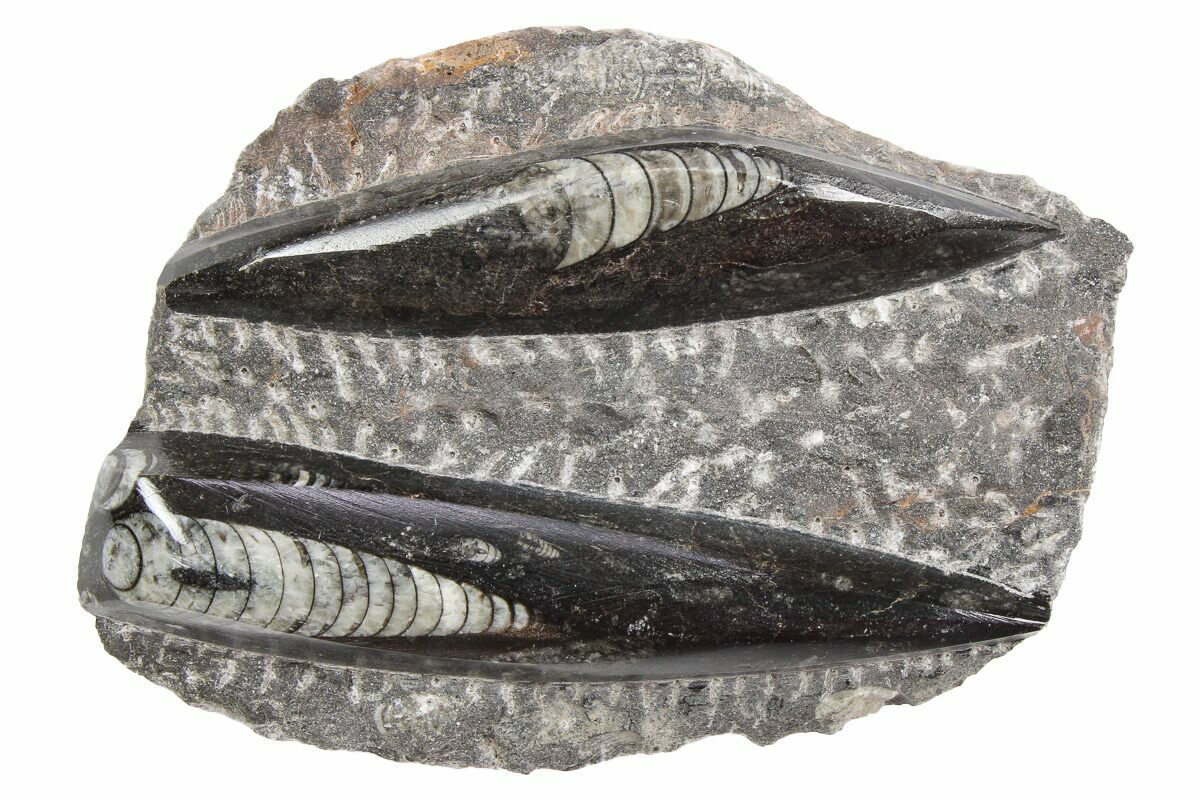 4.8" Polished Fossil Orthoceras Plate - Morocco (#254464) For Sale - FossilEra.com
