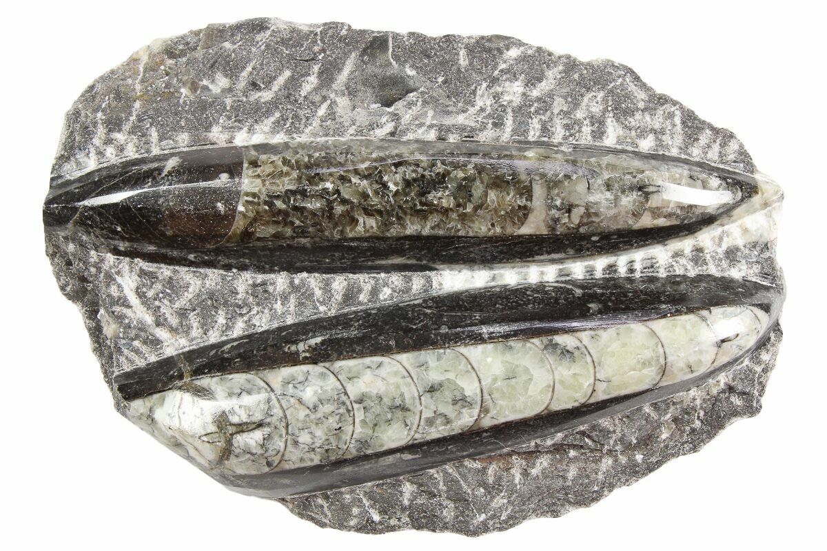 Michelinoceras Fossil