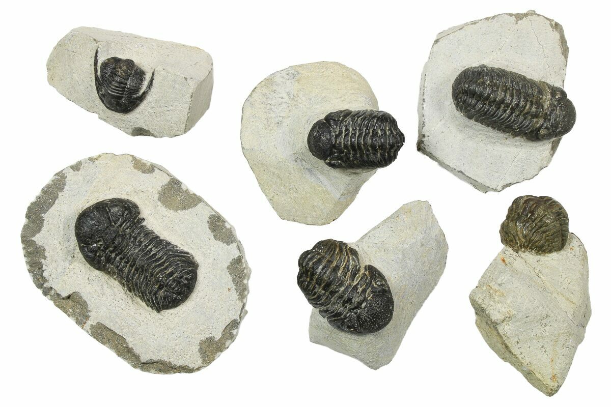 Clearance Lot - Bargain Trilobite Fossils From Morocco - 11 Pieces ...