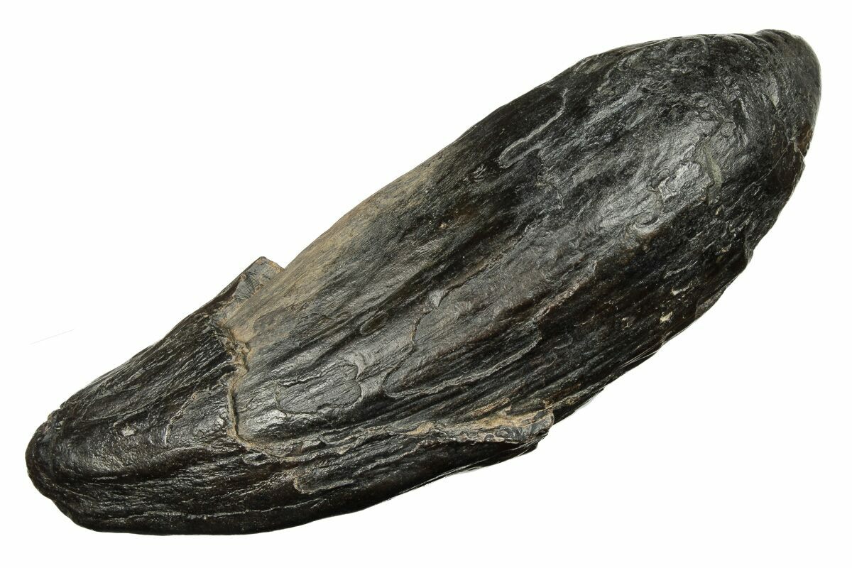 Huge, 6.4" Fossil Sperm Whale (Scaldicetus) Tooth - South Carolina ...