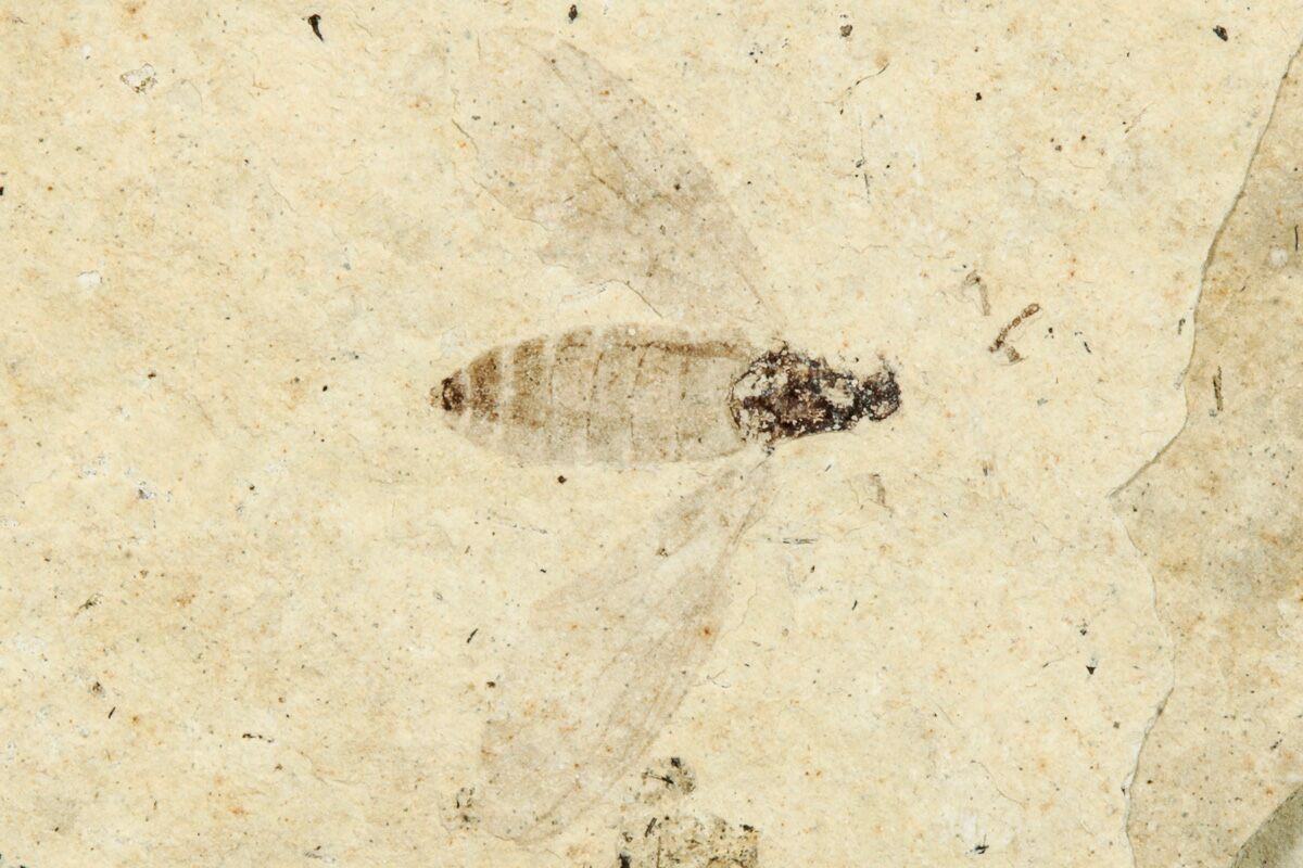 .53" Detailed Fossil Fly (Plecia) - France (#254339) For Sale ...