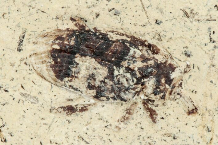.22" Fossil Diving Beetle (Dytiscidae) - France (#254526) For Sale ...