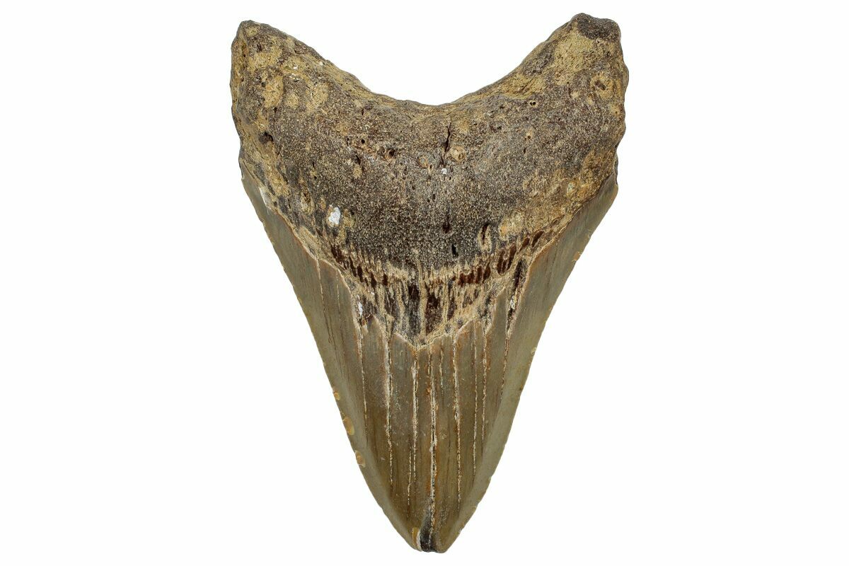 Serrated, 4.23" Fossil Megalodon Tooth - North Carolina (#255226) For ...