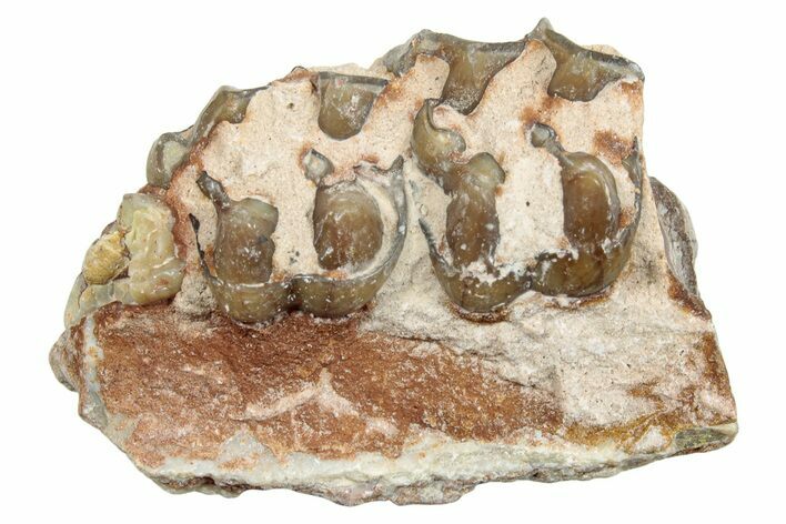 1.35" Fossil Horse (Mesohippus) Jaw Section - South Dakota (#254959 ...