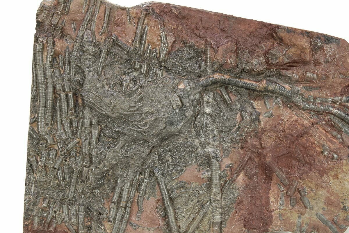 7.2" Silurian Fossil Crinoid (Scyphocrinites) Plate - Morocco (#255676 ...