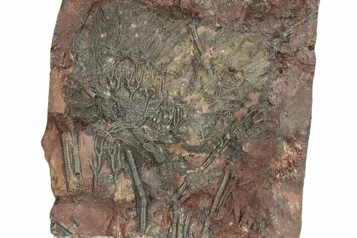 7.1" Silurian Fossil Crinoid (Scyphocrinites) Plate - Morocco (#255681 ...
