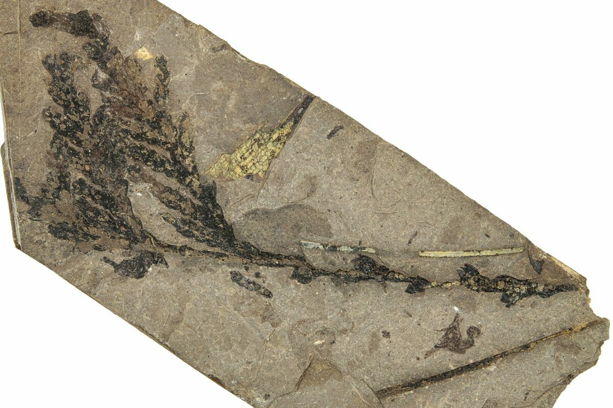 2.65" Conifer (Thuja?) Fossil - McAbee, BC (#255582) For Sale ...