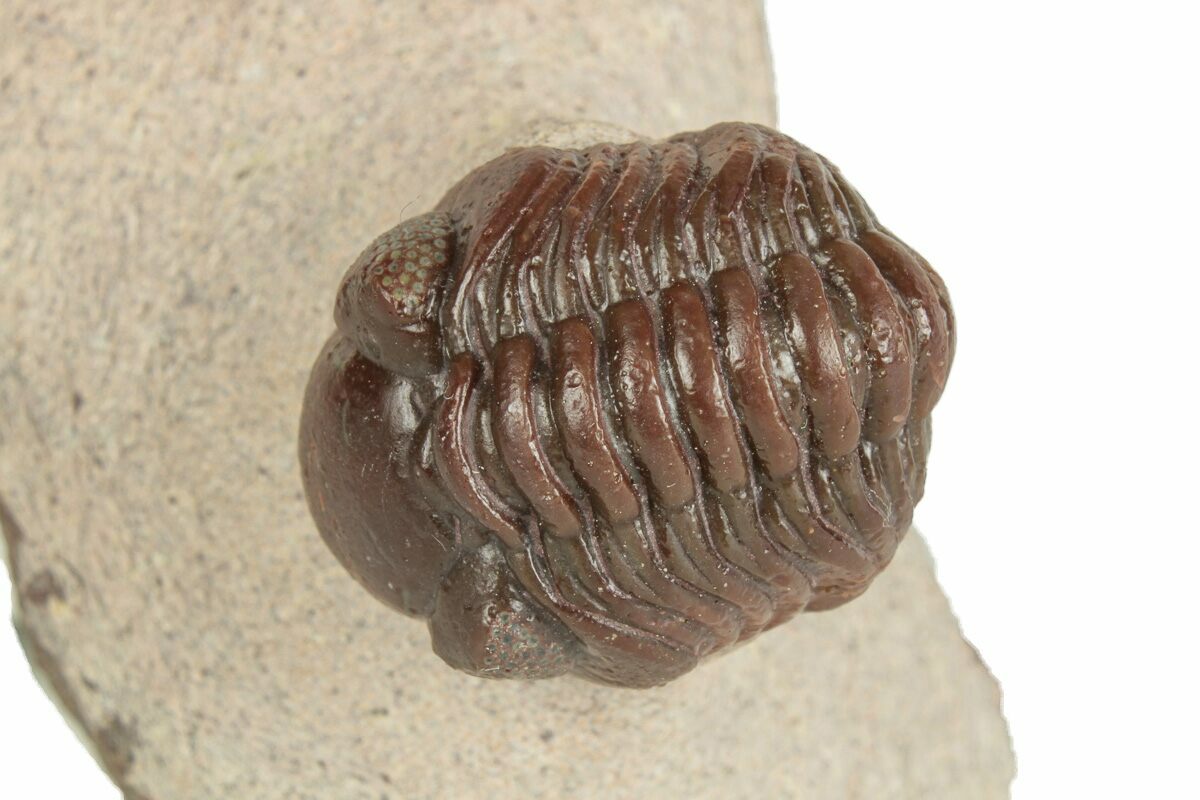 1.2" Red Austerops Trilobite - Hmar Laghdad, Morocco (#255610) For Sale ...