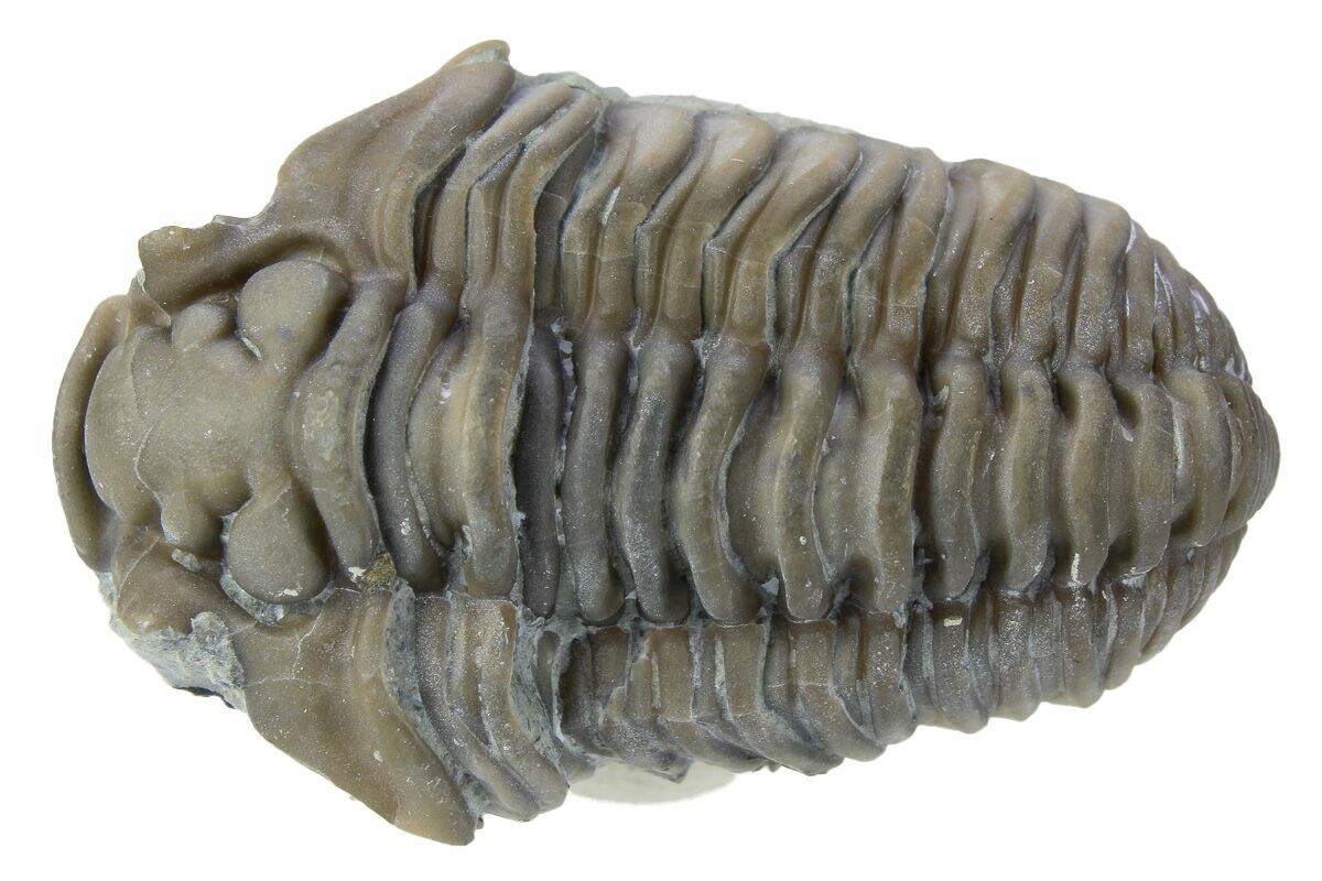1.25" Long Prone Flexicalymene Trilobite Molt - Indiana (#255740) For ...