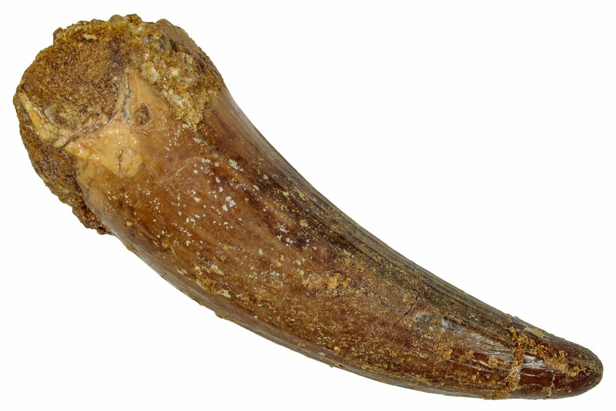 2.02" Cretaceous Fossil Crocodylomorph Tooth - Morocco (#253556) For ...