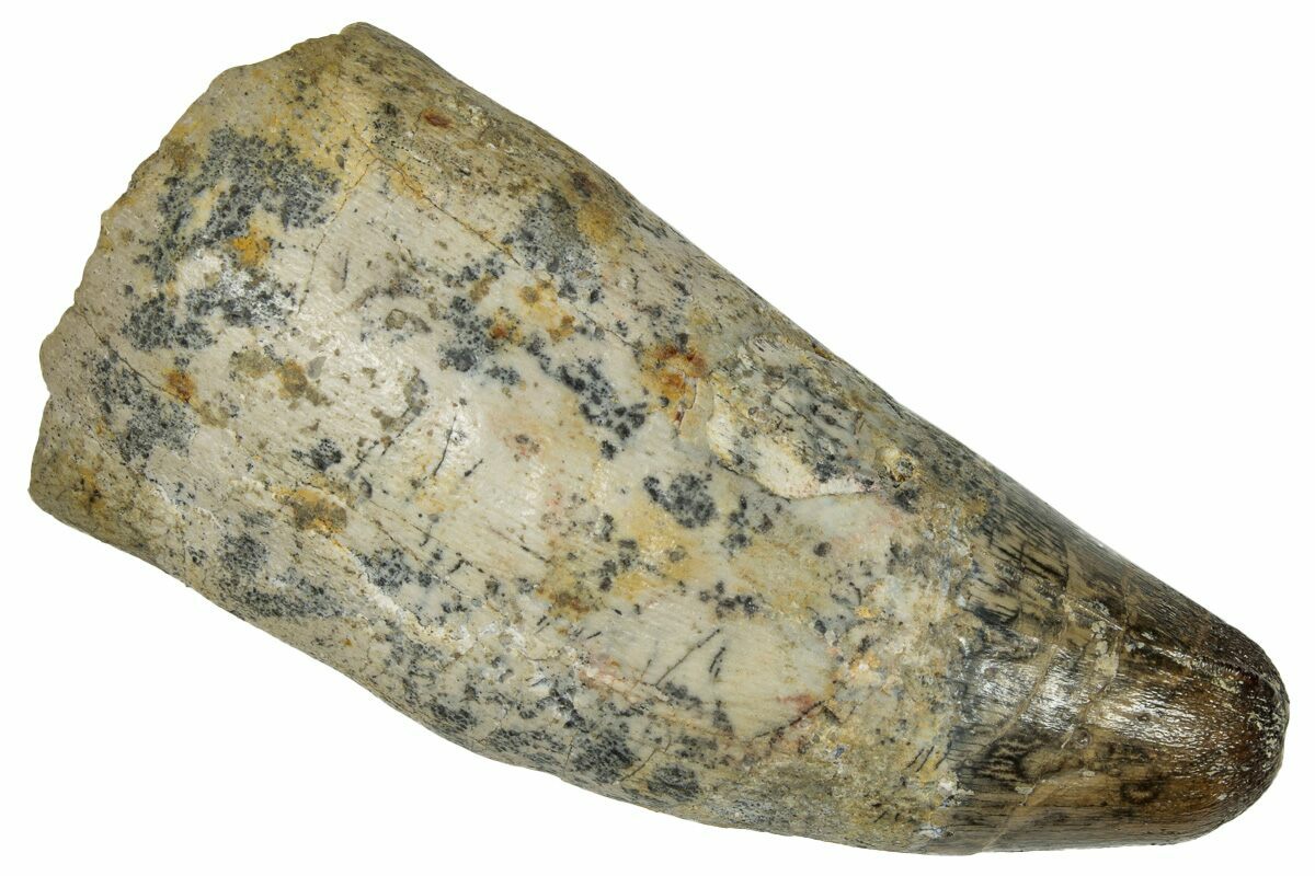2.32" Cretaceous Fossil Crocodylomorph Tooth - Morocco (#253557) For ...