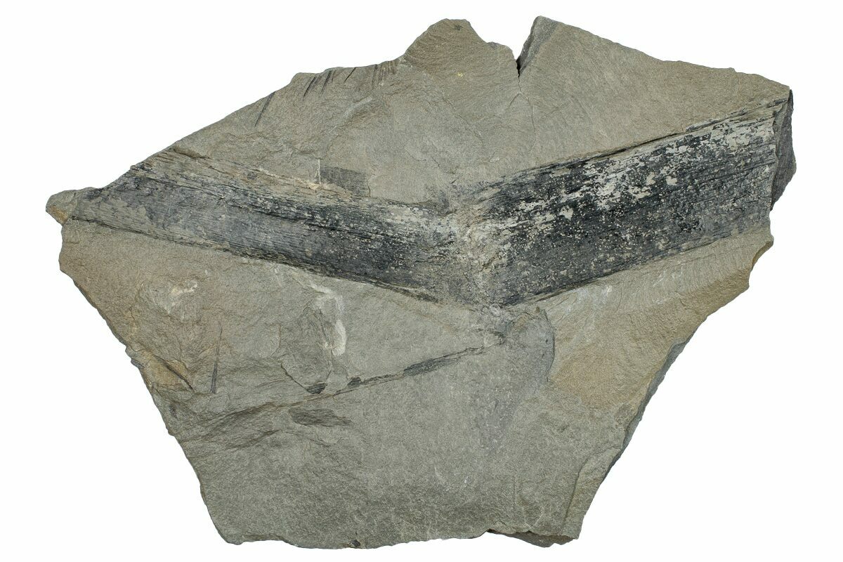 7.4" Pennsylvanian Calamites Stem Cast - Kentucky (#255690) For Sale ...